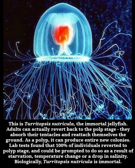 Turritopsis vive para sempre!